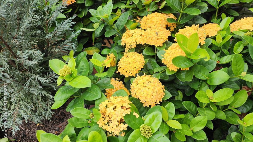 Ixora spp : Orange-yellow-pink needle-shaped flowers with 4 lobes at ...
