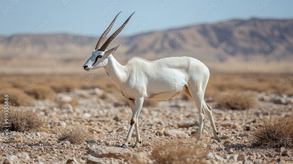 The rare and endangered Addax antelope, known for its curved horns ...