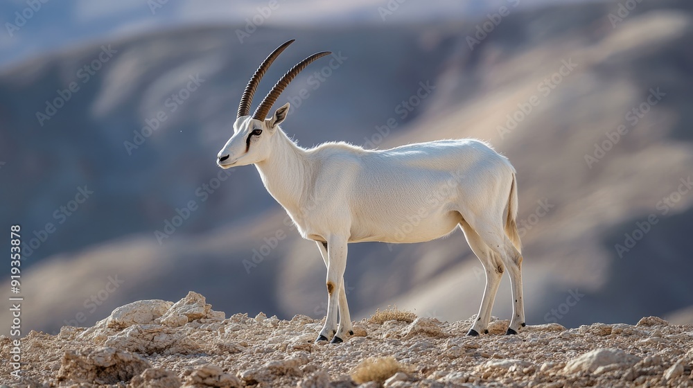 The rare and endangered Addax antelope, known for its curved horns ...