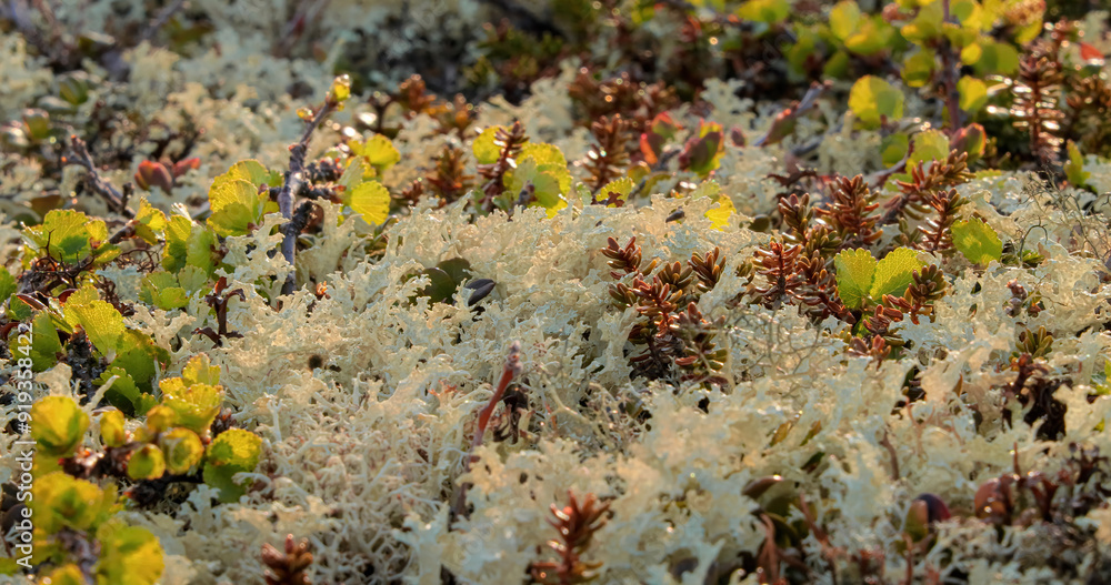 Arctic Tundra lichen moss close-up. Found primarily in areas of Arctic Tundra, alpine tundra, it ...