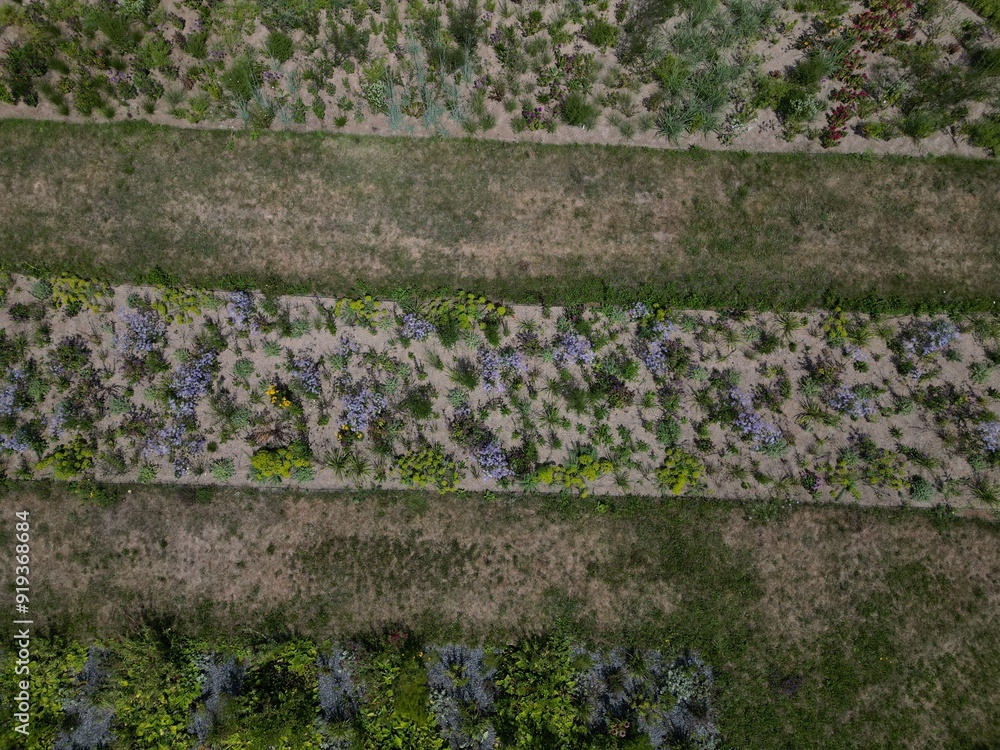 planting wild-style plants in strips. blue blooming flowers combined ...
