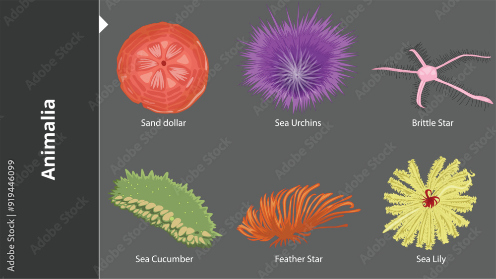 Animals are multicellular, eukaryotic organisms in the biological ...