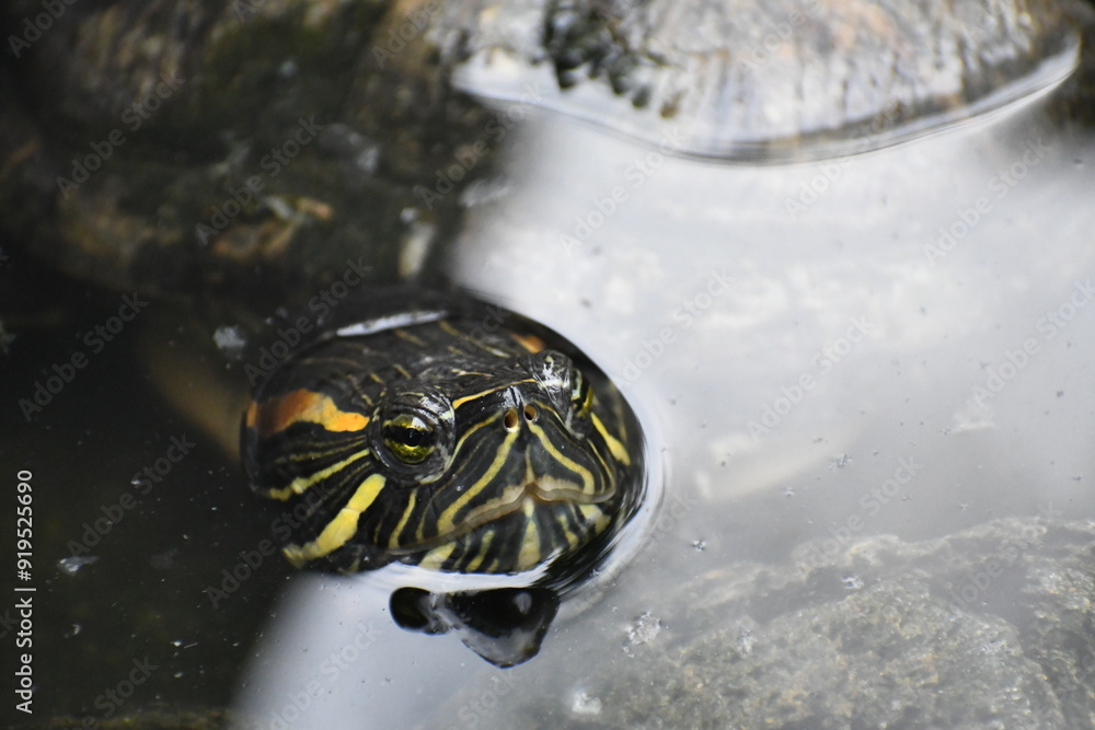The head of a green turtle sticking out of the water Stock Photo ...