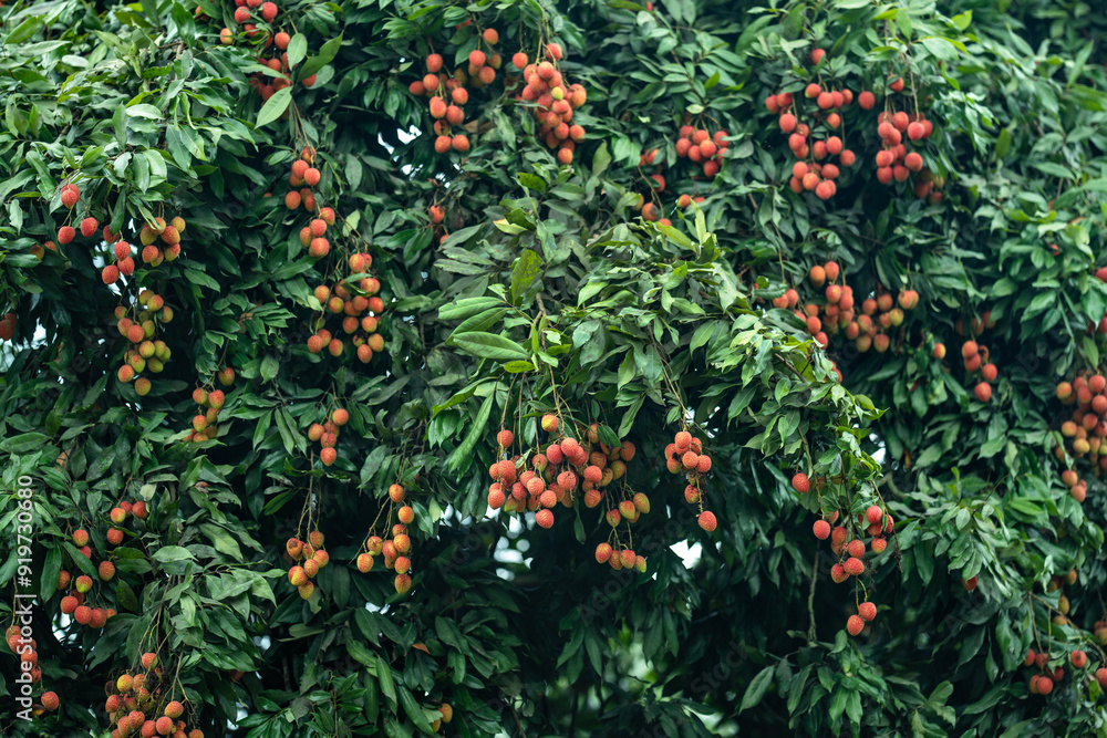Ripe lychees in lychee garden, orchard. Vibrant colors and juicy ...