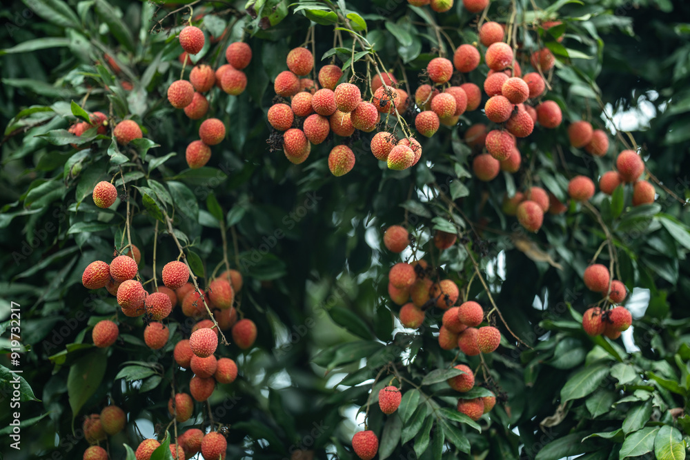 Ripe lychees in lychee garden, orchard. Vibrant colors and juicy ...