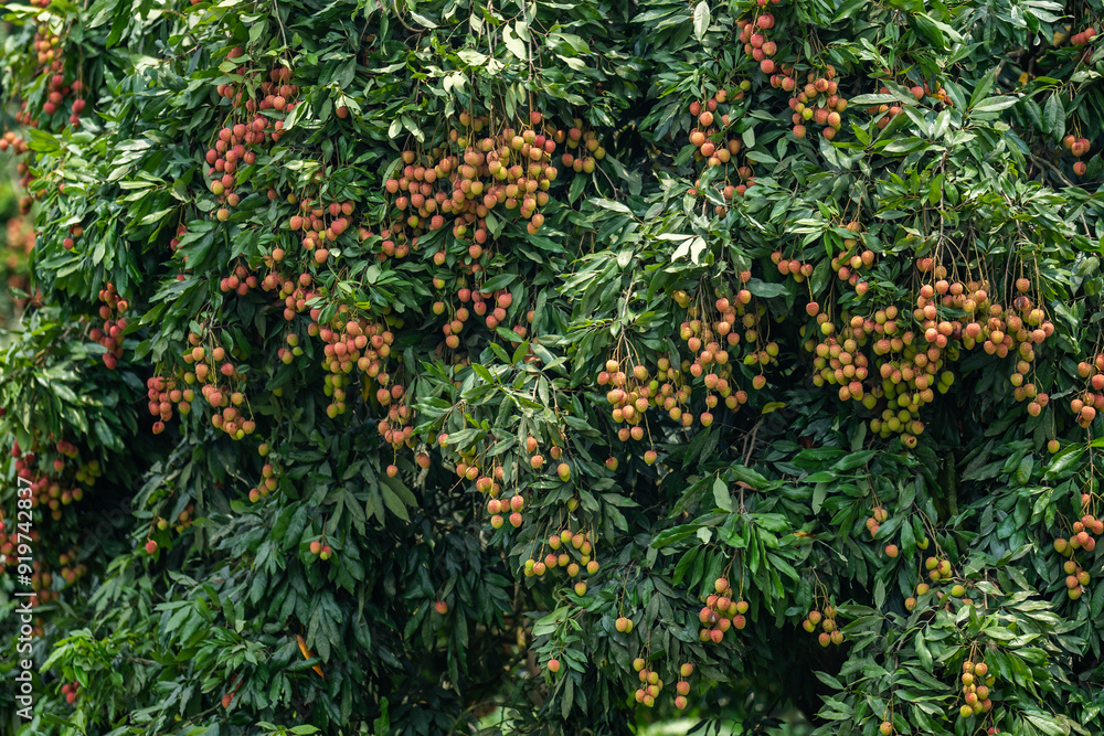 Ripe lychees in lychee garden, orchard. Vibrant colors and juicy ...