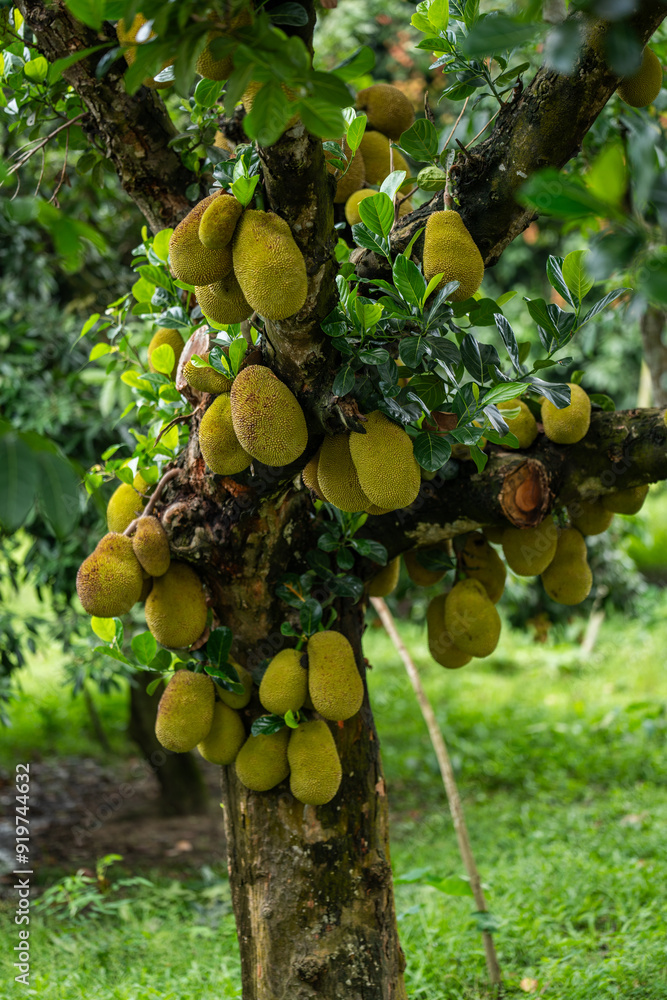 Jackfruit is a large, tropical fruit native to South Asia. It's known ...