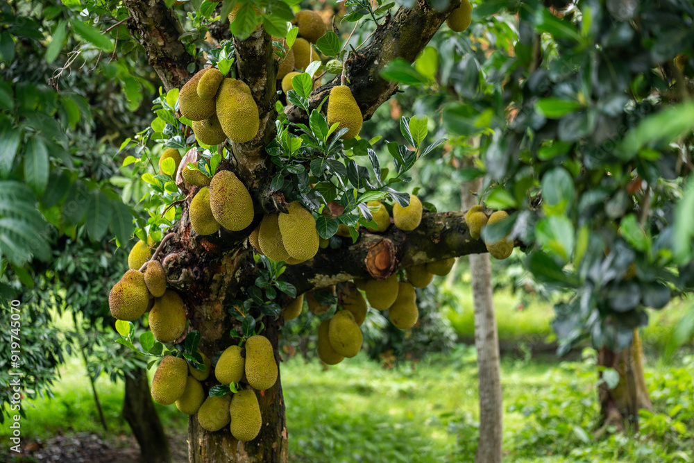 Jackfruit is a large, tropical fruit native to South Asia. It's known ...