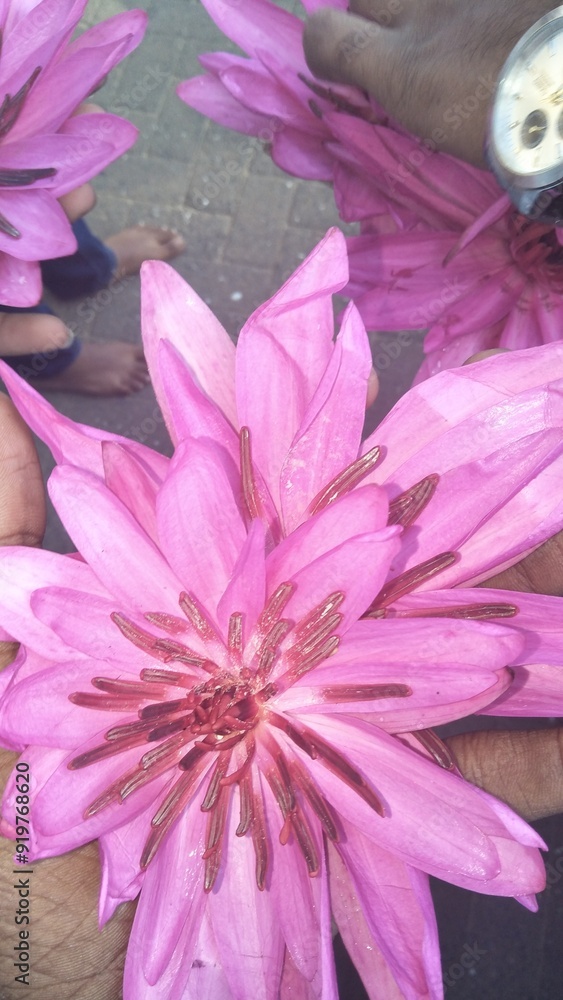 Malarikkal Pink Water Lily Flowers at Temple of the Tooth (Sri Dalada ...