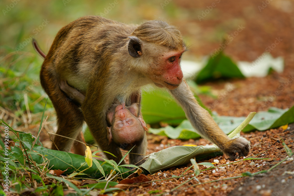Toque Macaque Macaca sinica reddish-brown Old World monkey endemic to ...