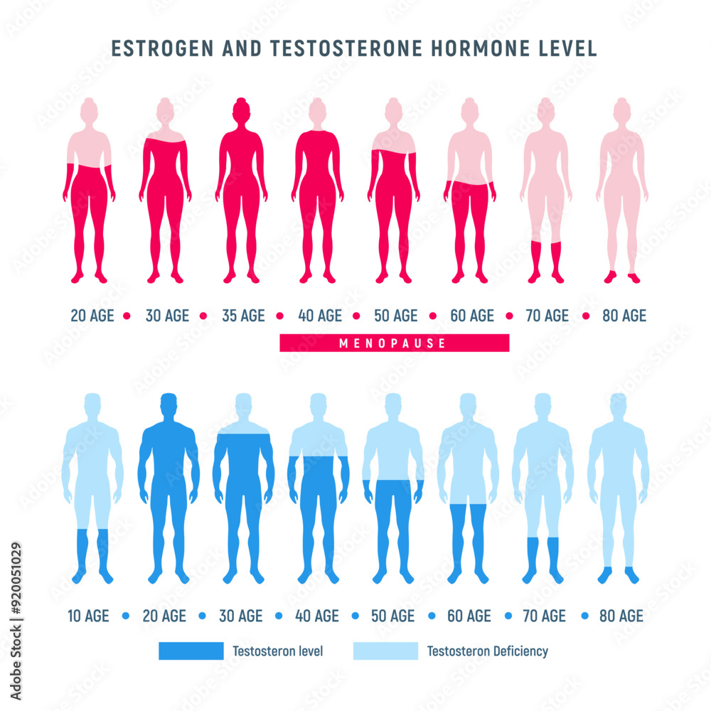Estrogen and testosterone hormone levels by age. Diagram showing ...