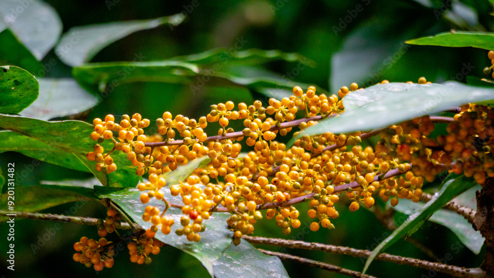Heptapleurum arboricola (Schefflera arboricola, dwarf umbrella tree ...