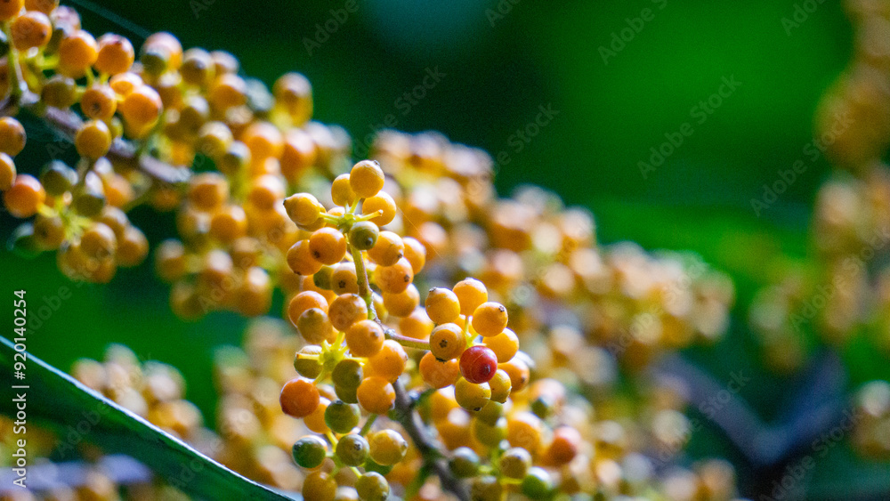 Heptapleurum arboricola (Schefflera arboricola, dwarf umbrella tree ...