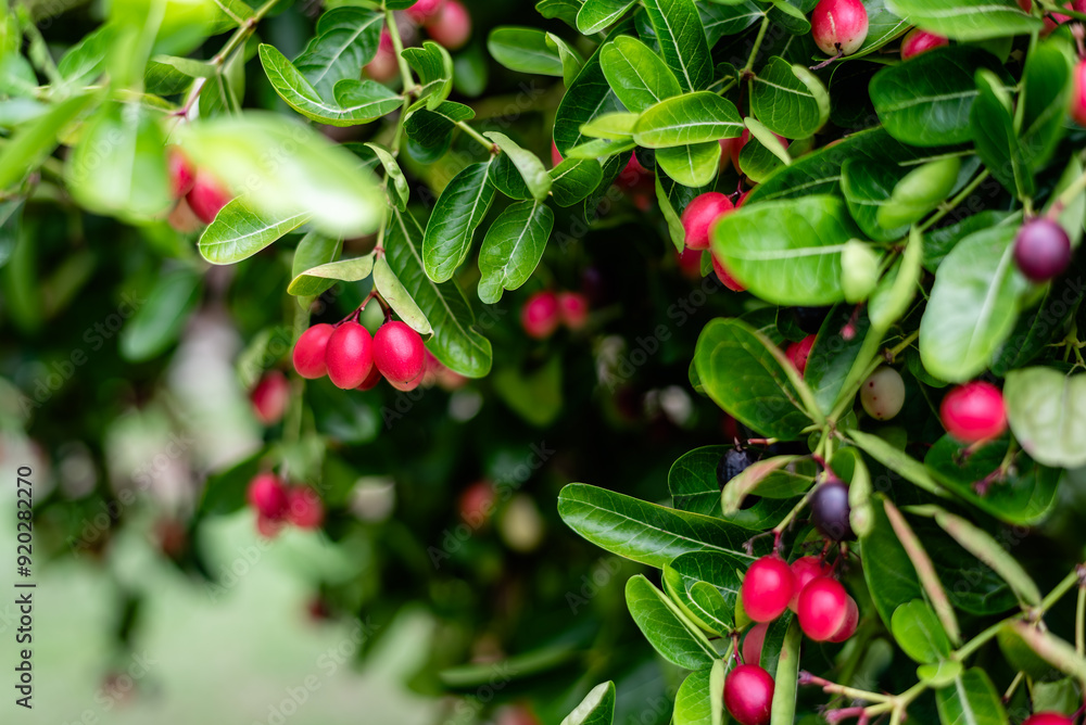 Bengal Currant, Carissa carandas, Christ thorn tree tropical fruit ...