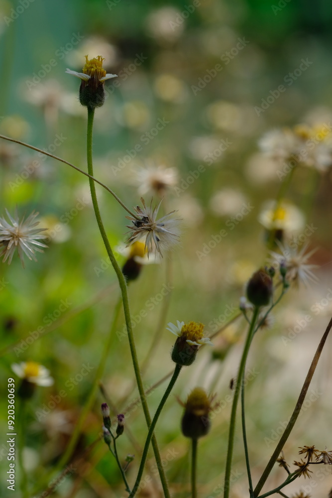 Gletang is a type of plant, mostly found wild as a weed, a member of ...