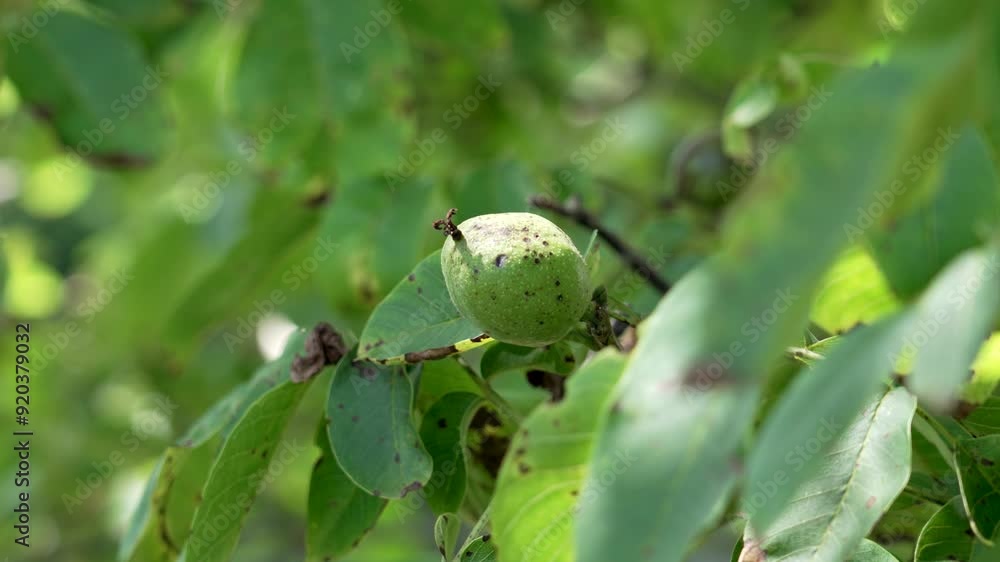 Disease damages on foliage and green walnut nuts in the orchard. Dark ...