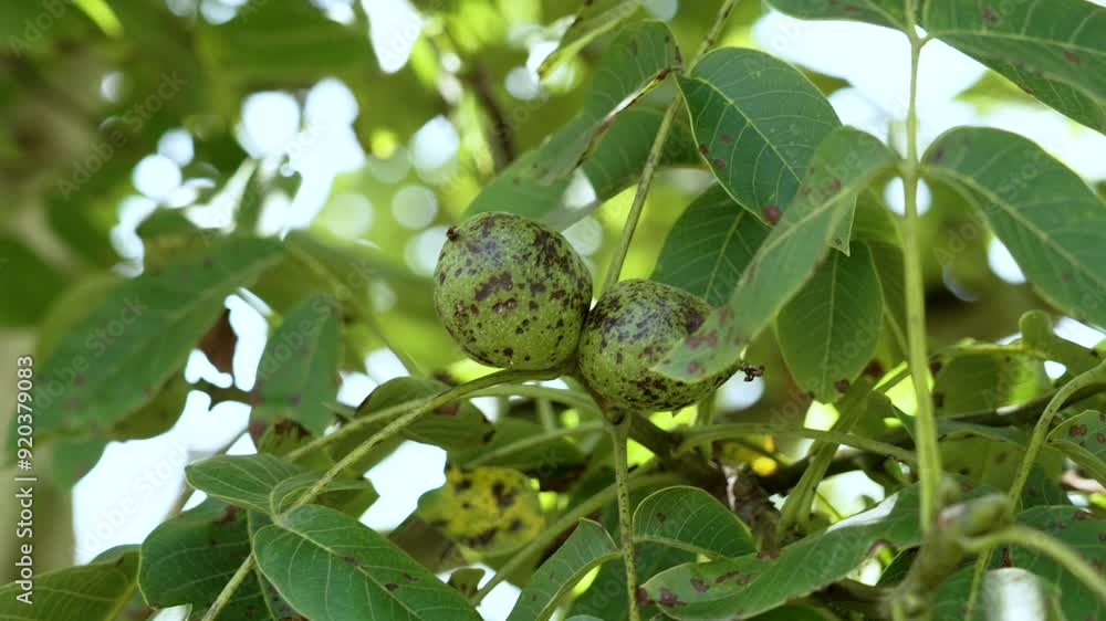 Spots on the fruits and leaves of the walnut tree. Disease damage on ...