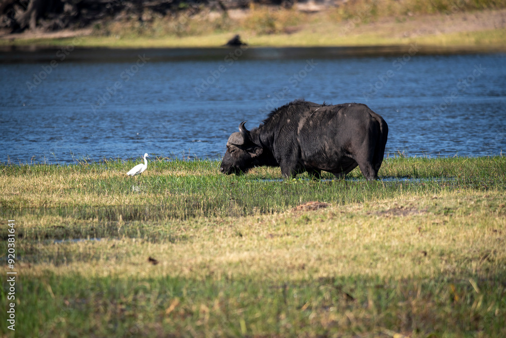 The African buffalo, Syncerus caffer, is a large sub-Saharan African ...