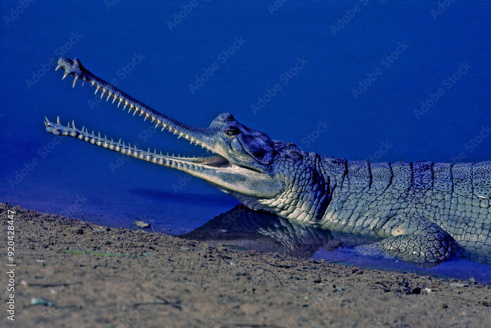 The gharial (Gavialis gangeticus), also known as gavial or fish-eating ...