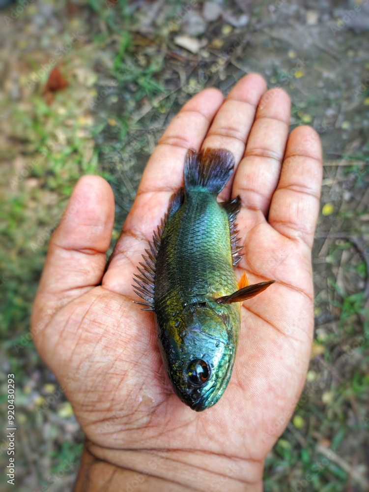 big anabas koi perch fish in hand in nice blur background HD Stock ...