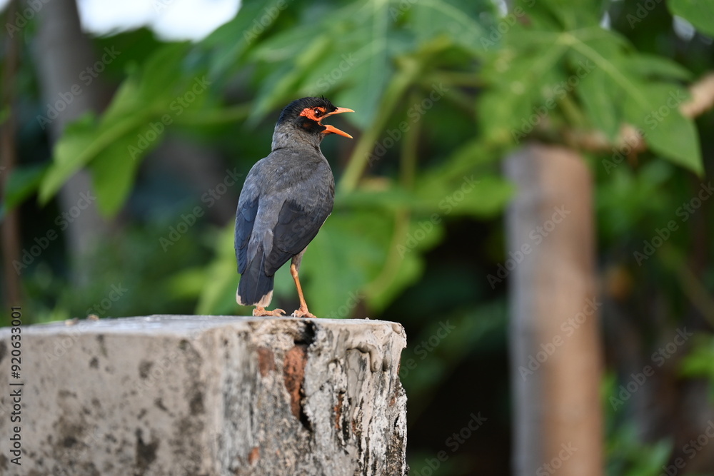 Indian Myna Birds. Its other names Common myna and mynah. This is a ...