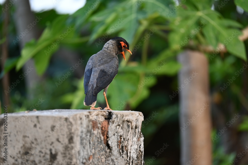 Indian Myna Birds. Its other names Common myna and mynah. This is a ...