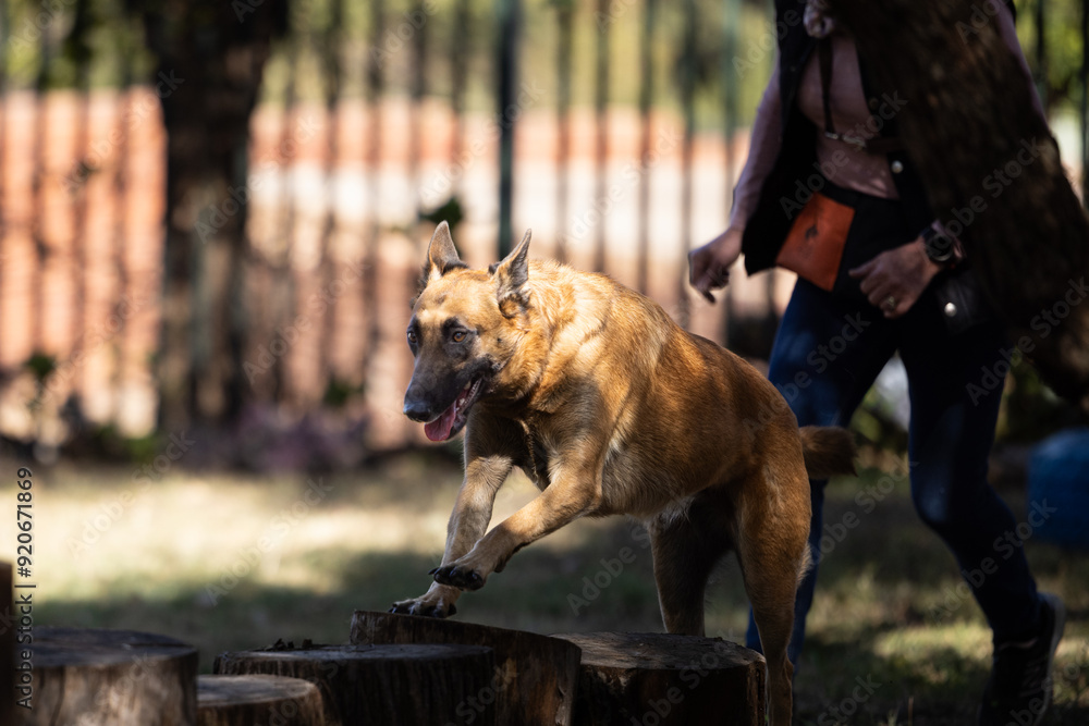 Dog in an agility competition at Pretoria Shepherd Dog Club, Gauteng ...