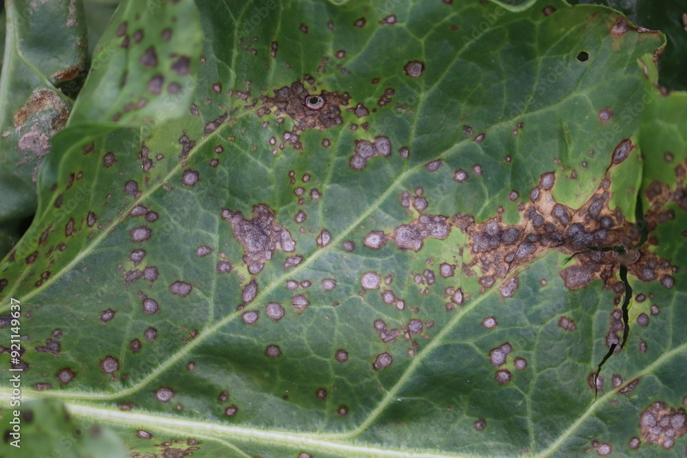 Cercospora leaf spot (Cercospora beticola). Symptoms of disease in form of dry spots on green ...
