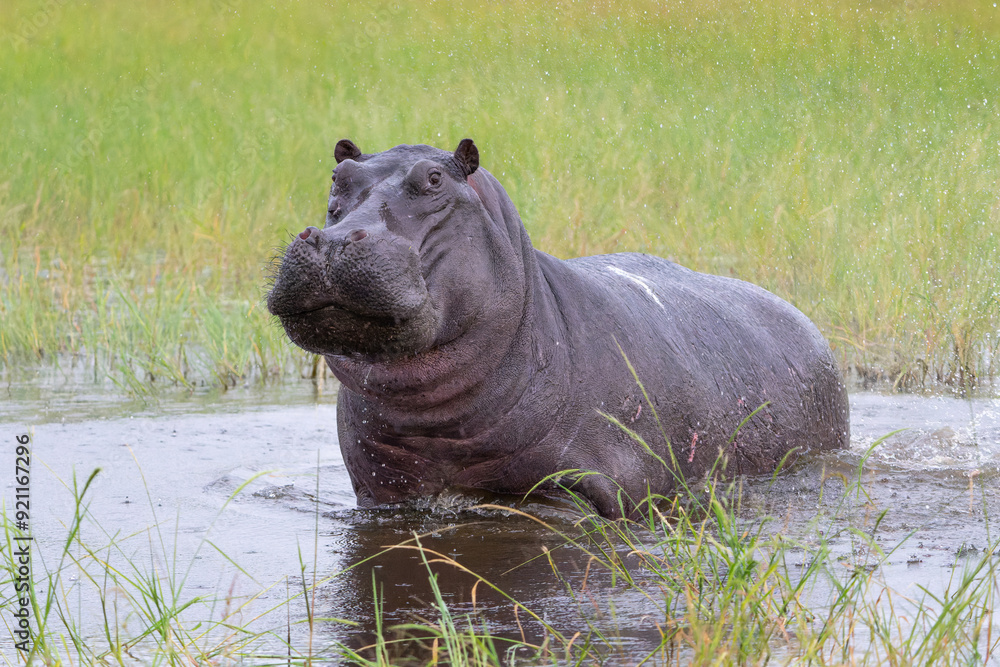 Hippopotamus in the Okavango Delta in Botswana. An aggressive hippo ...