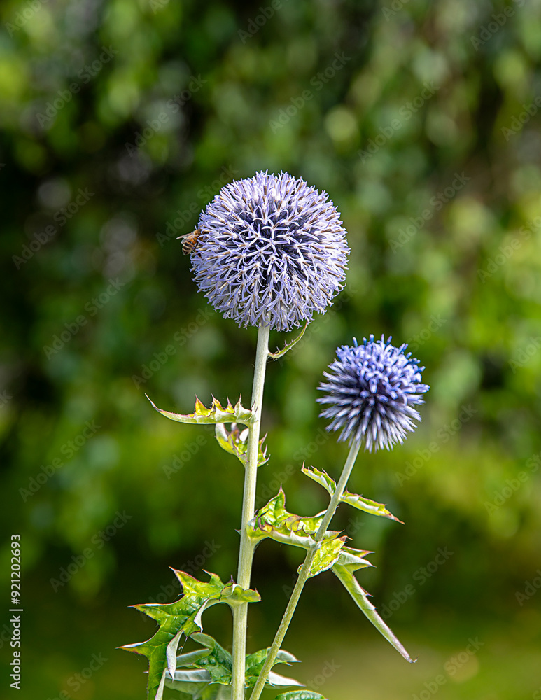 Background photography of Echinops bannaticus, blue globe-thistle ...
