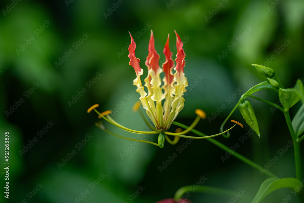 Flame Lily, also known as Gloriosa superba, is a stunning tropical ...
