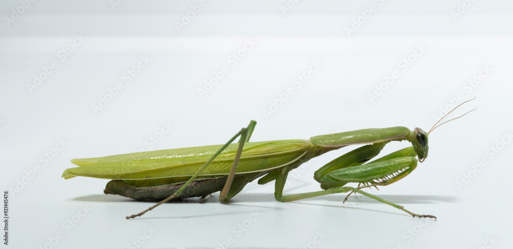 The European mantis (Mantis religiosa) is a large hemimetabolic insect ...