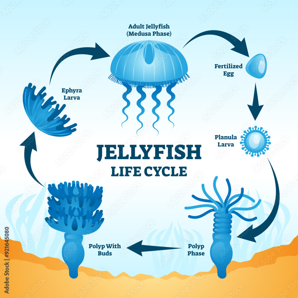 Jellyfish life cycle educational labeled diagram illustration with ...