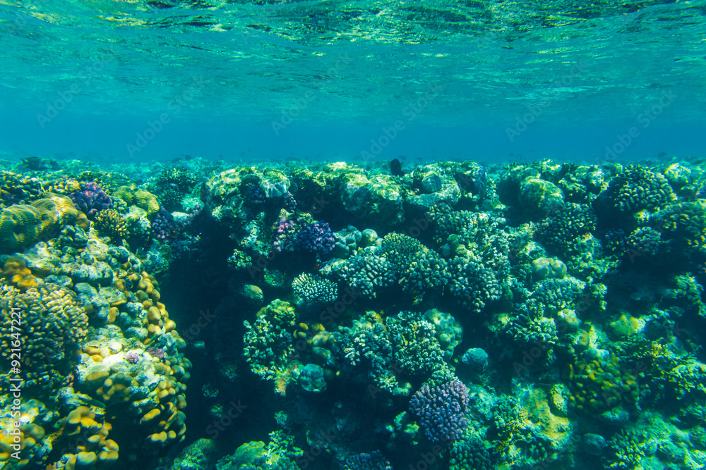 Colonies of the corals and tropical fishes at coral reef in Red sea ...