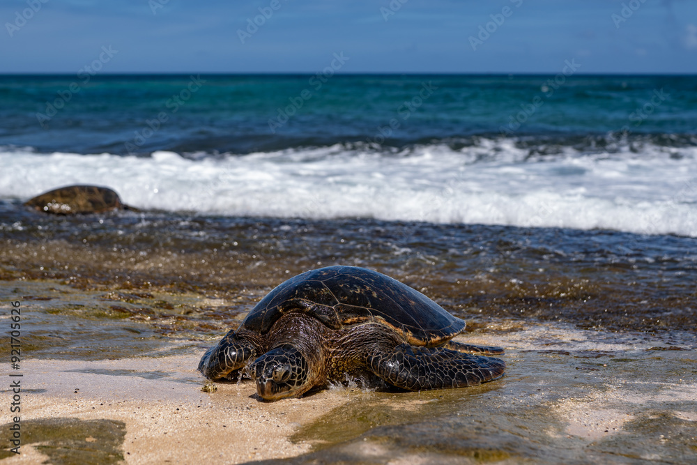 The green sea turtle (Chelonia mydas), green turtle, black (sea) turtle ...