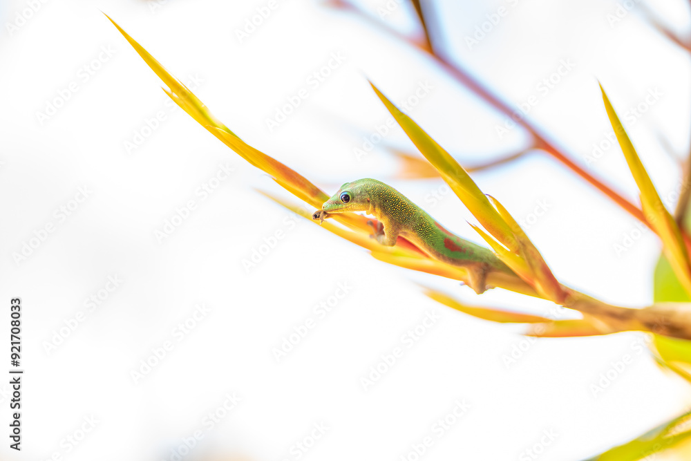 The gold dust day gecko feeds on insects and nectar. Aechmea ...