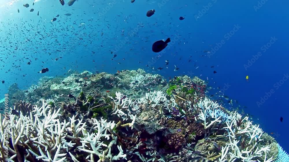 Colorful fish swim amidst stunning coral formations in Fiji's pristine ...