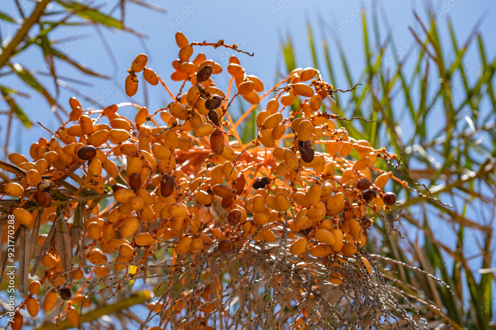 Phoenix dactylifera, the date palm, is a flowering-plant species in the ...