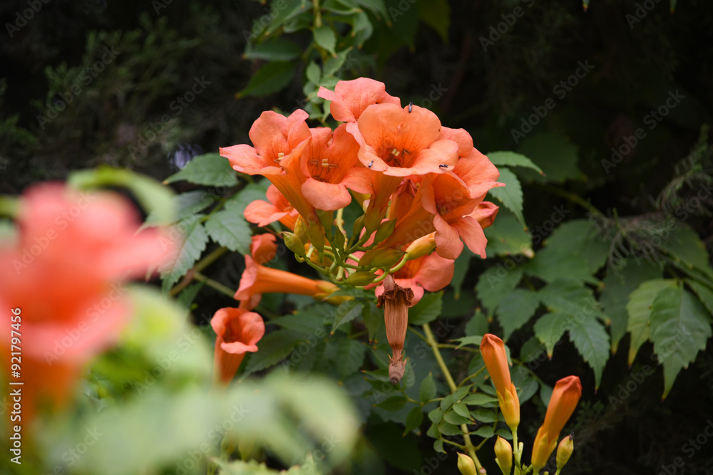 Campsis radicans also known as trumpet creeper, the trumpet vine ...