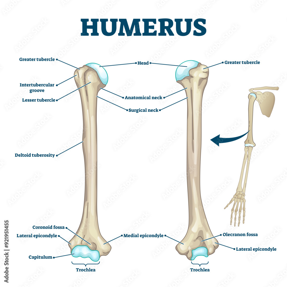 Humerus bone labeled illustration diagram, transparent background. Long ...