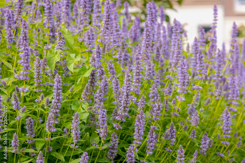 Selective focus of purple blue flower Korean mint in the garden, Blue ...