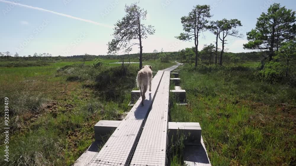 Estonian bogs are difficult places to walk, that's why they build ...
