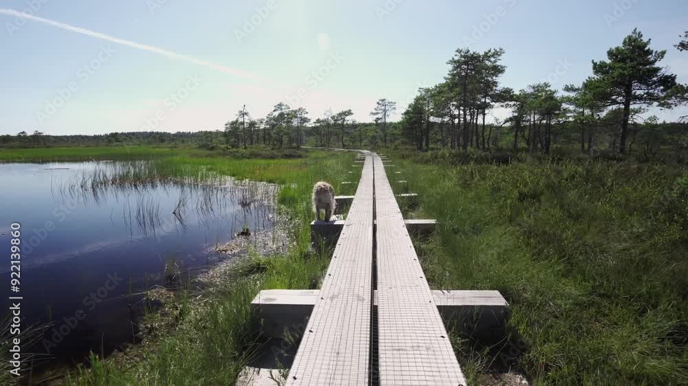 Estonian bogs are difficult places to walk, that's why they build ...