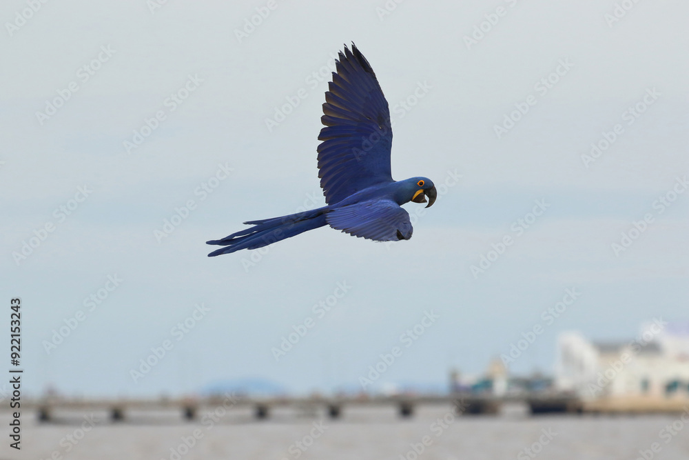 Colorful Hyacinth Macaw parrot flying on the sea. Free flying bird ...
