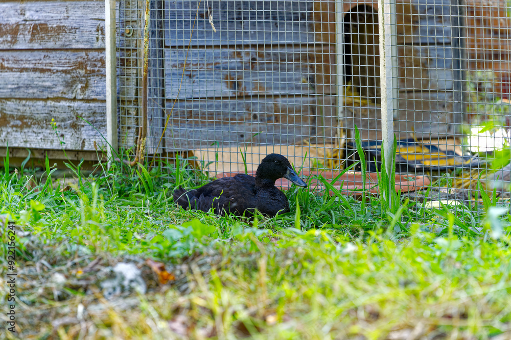 Black Indian Runner duck sitting at meadow at Swiss farm with cage in ...