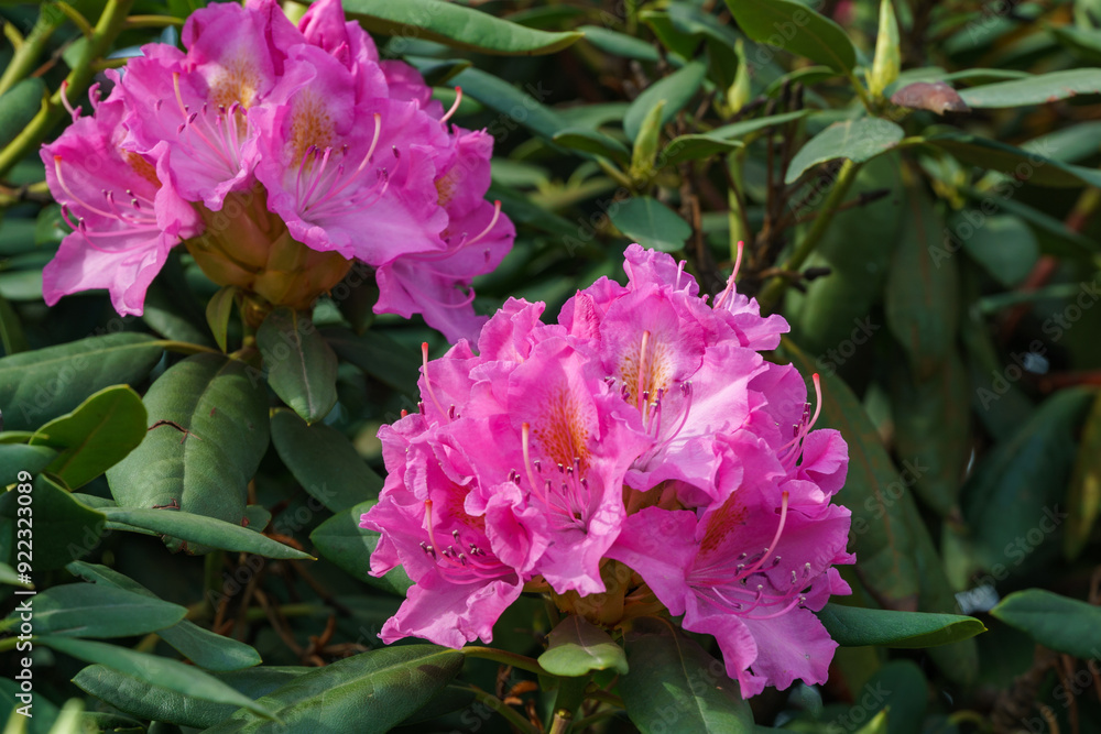 Bright pink Rhododendron Azalea flowers close-up. Luxury inflorescences ...