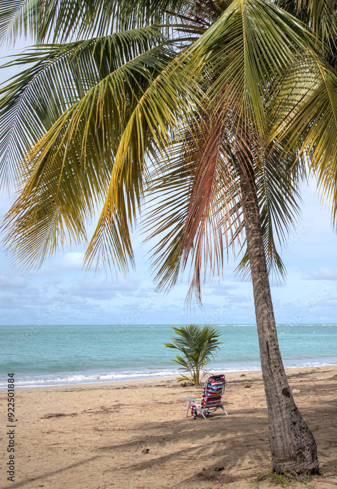 palm trees on a beach (carolina playa in san juan puerto rico) scenic ...