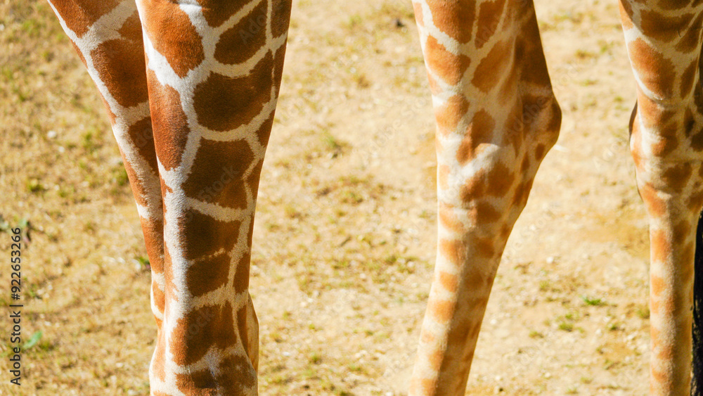 Poster Genuine photograph of giraffe legs – Wall Art | UkPosters
