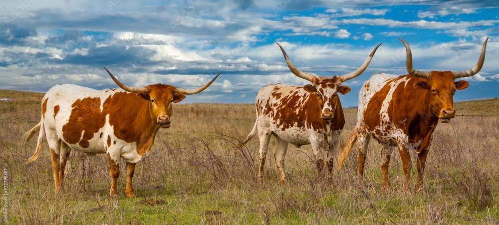 Texas longhorn cattle in range land on the Oklahoma panhandle, about 50 ...