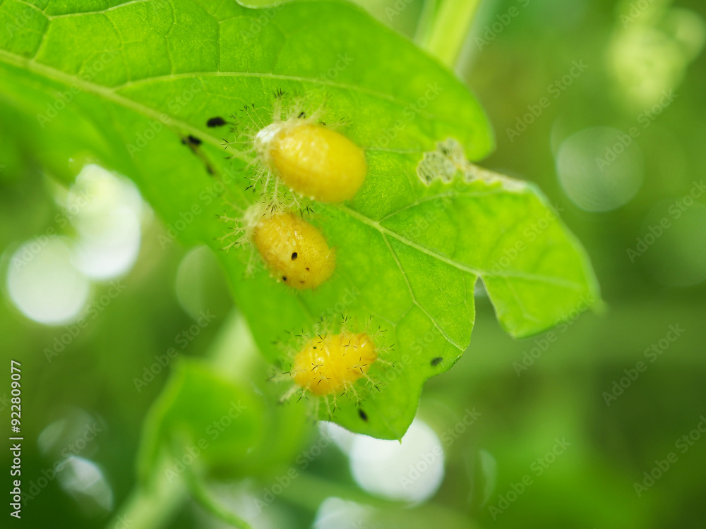 Squash lady beetle larvae on bitter gourd leaves. Insecticide product ...